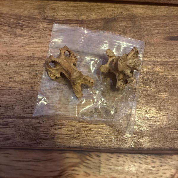 Small Bone Mystery Box - Etsy