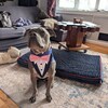 Blue Formal Dog Tuxedo, Dog Wedding Tuxedo , Dog Attire , Pet Clothing ...