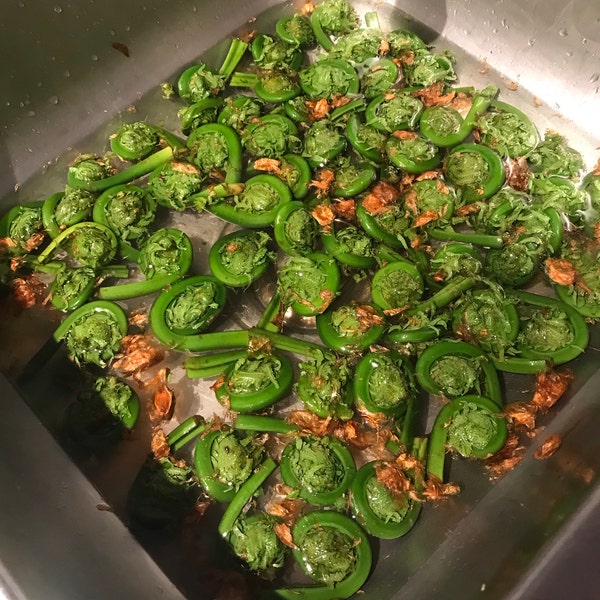 Wildcrafted Periwinkle Tincture - Etsy