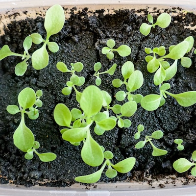 25 Seeds BLUE STAR SEA Holly Eryngium Flower, Perennial - Etsy