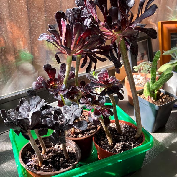 Cactus Plant Assortment Pack 2 Inch Cacti Plants - Etsy