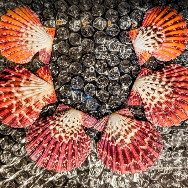 Pecten Pallium Scallop Paired Seashells (top and Bottom Not Glued) ~ 2 ...