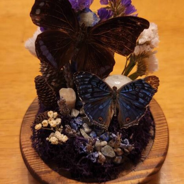 The Blue Buckeye Butterfly, Junonia Rhadama, Unmounted (wings FOLDED ...