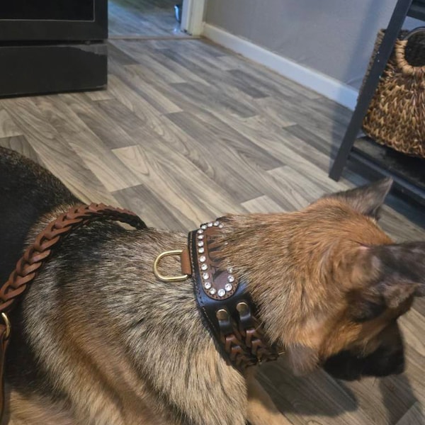 Extreme Collars Handmade Dog Collars Personalized Collars Dog Gift ...