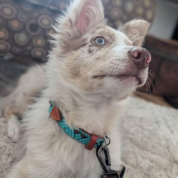 Handmade Leather Dog Collar | Mexican Embroidered Boho Western Collar ...