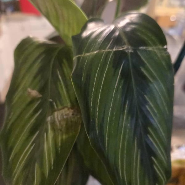 Marcus Pumpkin Avocado Tree , “cold Hardy” Grafted in 3 Gallons Pot, No ...