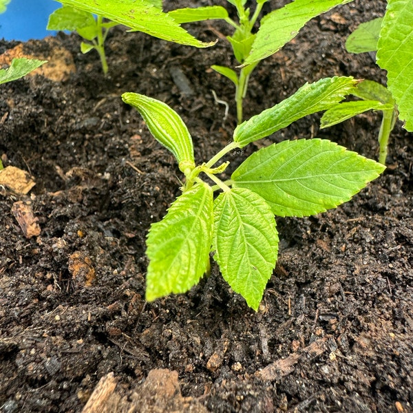 Molokhia - Egyptian Spinach Seeds,rau Day,saluyot, Jew Mallow,po ...