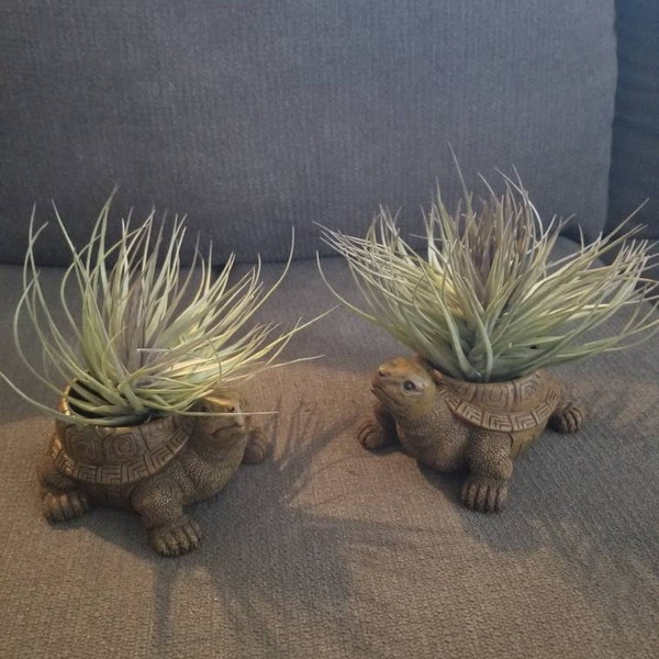 Tillandsia Stricta Iridescent Air Plants - Etsy