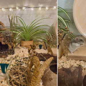 Hamster Stairs, Bridge, Ladder, in Colors hamster Supplies small ...