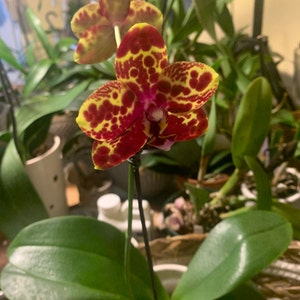 Awarded cotton Candy Phal. Cheng-de Beauty - Etsy