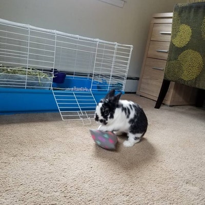 Bunny Snuffle Mat & Homemade Treats for Rabbit Foraging Mat - Etsy