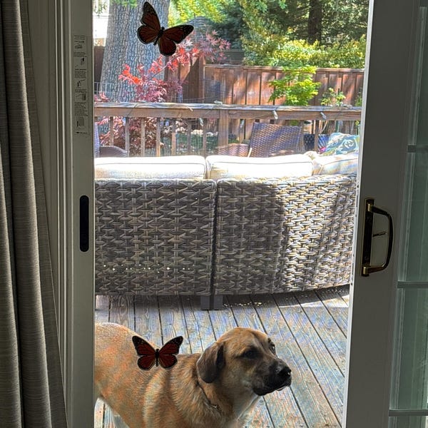 Screen Door Saver - Screen Magnets - Protect Your Screen With Screen ...