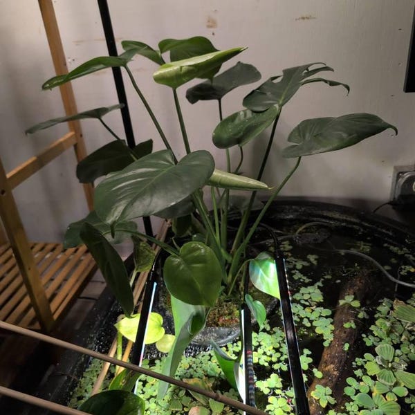 Monstera Deliciousa Live Indoor Plant, Easy Care Low Light Houseplant ...