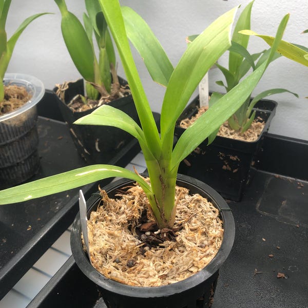 Double Rose Pikake (hawaiian Pronunciation of “peacock”) a Sweet ...