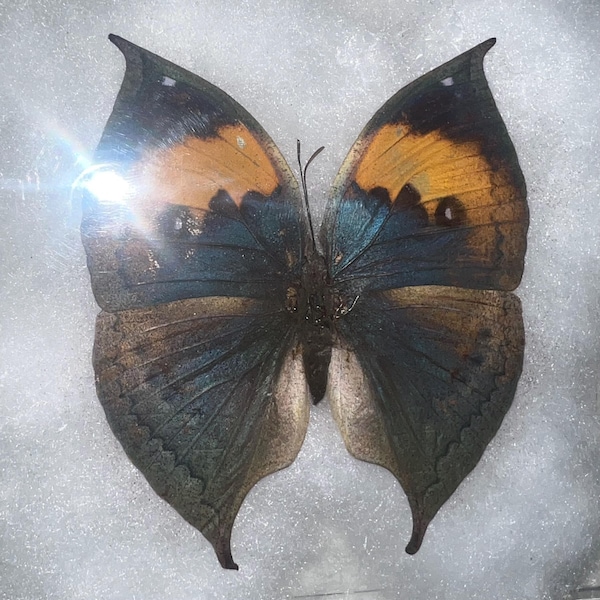 Real Butterfly Specimen, Preserved Butterfly, Spread Butterflies, Blue ...