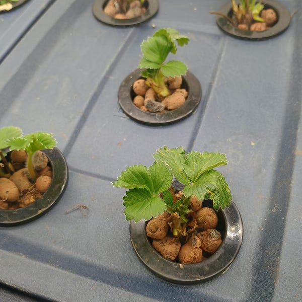 5 Evie 2 Everbearing Strawberry Plants – Bare Root High Yield Day ...