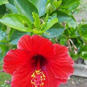 The Irish Hook aka the Hartman Hook Bent or Curved Hookie, Ball or Ergo ...