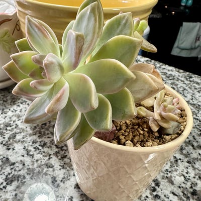 Rare Colorful Echeveria Raindrops Succulent - Etsy