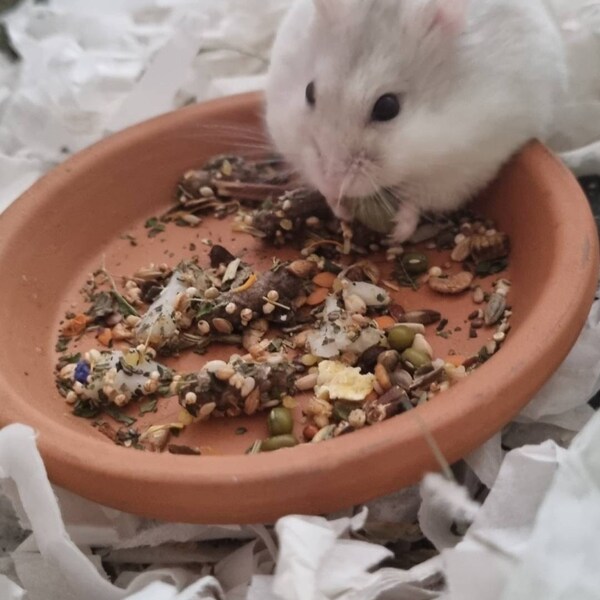 Premium Dwarf Hamster Food - Etsy UK
