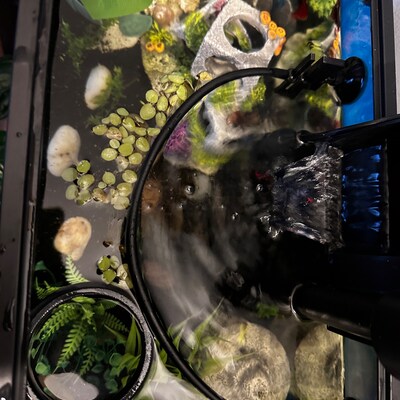 Floating Plant Corral Self Leveling Free Mystery Plant - Etsy