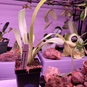 Onc. Sharry Baby RED FANTASY Frangrance Live Plant 3 Pot. Great ...