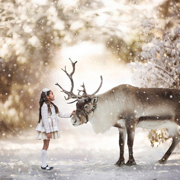 Reindeer in A Bokeh Winter Arch, Digital Background, Christmas Backdrop ...
