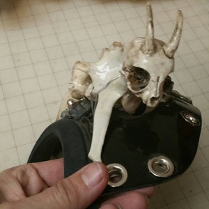 Barred Owl Skull Replica Catalyst Studios exclusive for | Etsy