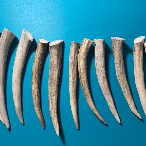 12 Pack - Extra Large Deer Antler Crafting Tips, Tines, Points - Grade ...
