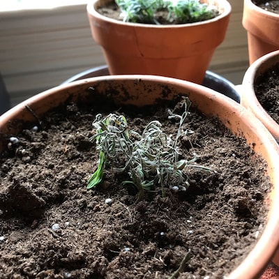 2 Live Coreopsis Verticillata 'zesty Zinger Threadleaf Coreopsis ...