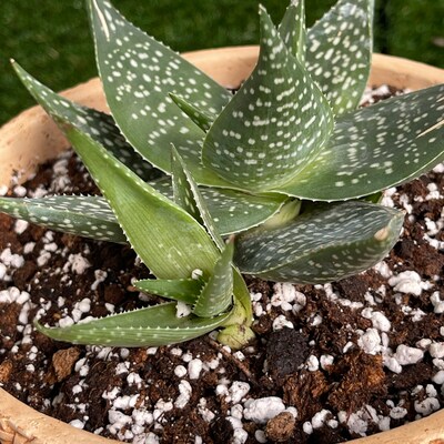 Aloe Maculata - Etsy