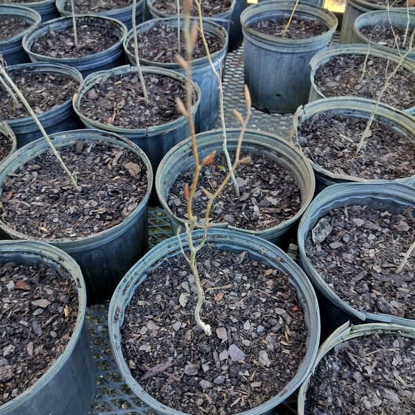 1 Eastern Redbud in a Quart Container - Etsy