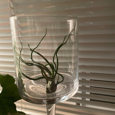 Tillandsia Bulbosa Alien Air Plant - Etsy