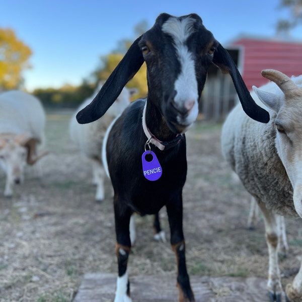 Custom Goat and Sheep Collar Tags - Etsy