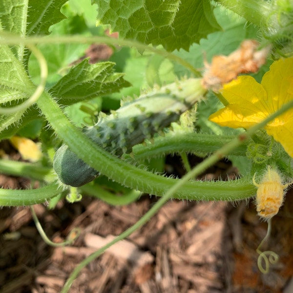 Spacemaster 80 Bush Cucumber Heirloom Seeds - Etsy