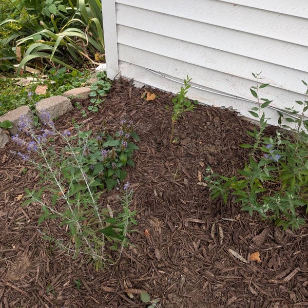 Chinese Elm Quart Container - Etsy