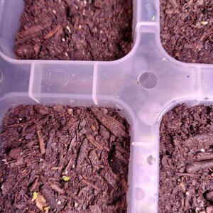 Purple Pampas Grass Seeds 200 Organic and Natural Grass Biofuel Green ...