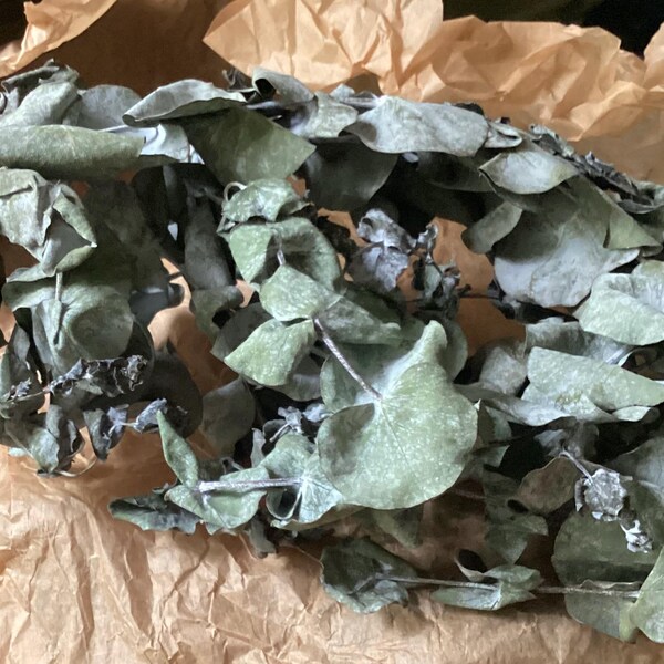 Fresh Eucalyptus Wreath 20" - Etsy