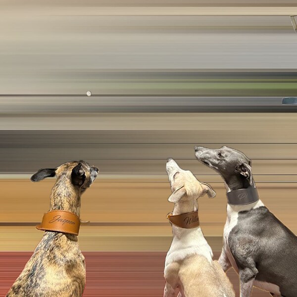 Tan Personalised Leather Dog Collar Whippet, Greyhound Collar ...