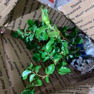 Rare New Rose. Red Juicy Terrazza. 红果汁flower Machine. Continue Blooming ...