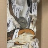 Dinosaur Bone in Display Case - Etsy UK