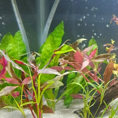 Christmas Moss on Coconut Shell Bridge Live Foreground Plant Moss - Etsy