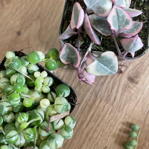 Crassula Picturata tiger Jade 4 | Etsy