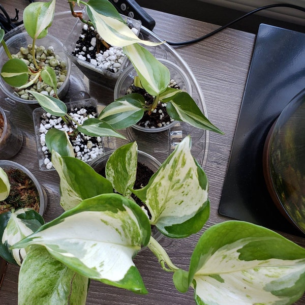 Potho Manjula High Viraigation Rare, Cuttings & Established Plants - Etsy