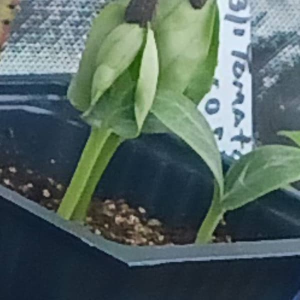 41 Native American Zentangle Coloring Page Designs 8x11in 500 DPI PNG ...