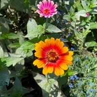 50 CAROUSEL MIX ZINNIA Elegans Carrousel Whirligig Mixed Colors Bicolor ...