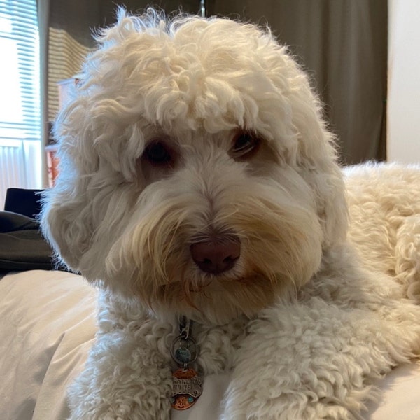 Custom Turquoise Dog Tag, Dog ID, Dog Identification, Bronze & Silver ...