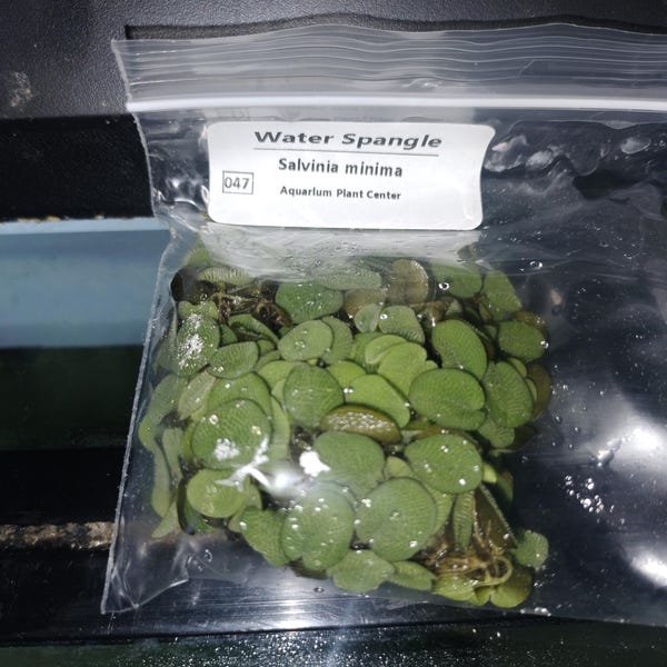 Floating Plant Package #1, Frogbit + Dwarf Water Lettuce + Water ...