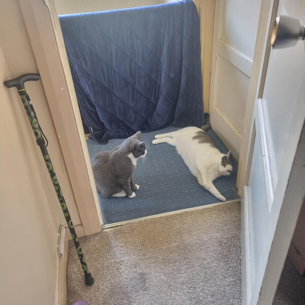 Funky Vanilla Star Walking Stick for Women, Unique Ladies Cane, Special ...