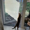 Custom Flat Cats Window Screens Mesh Window Protection for - Etsy