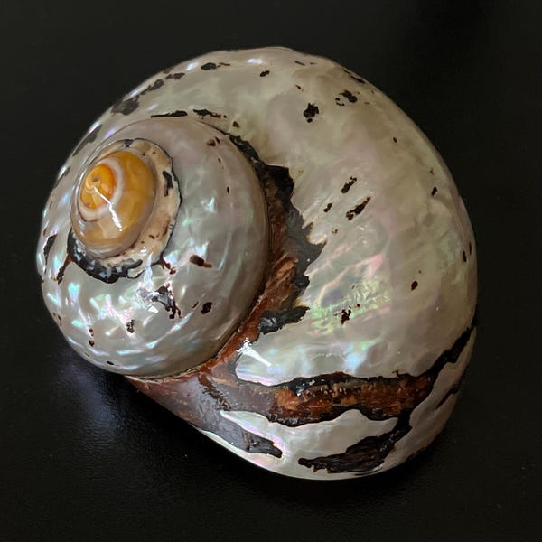 Big Size Hermit Crab Sea Shell, 1 7/8 2 1/4 Opening Hole.green Mother ...